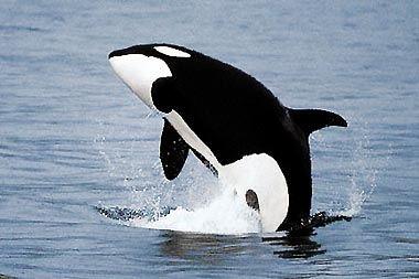 Orca